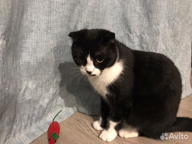 Вислоухая кошечка в хорошие руки