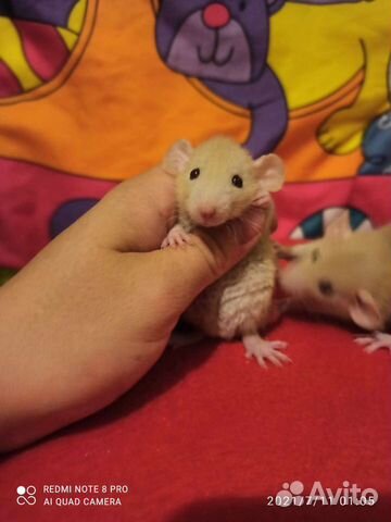 Крыса Дамбо Рыжики Крысята