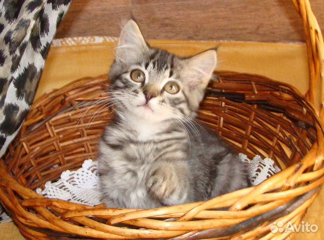 Москва и мо: Сладкие котята в самые добрые руки