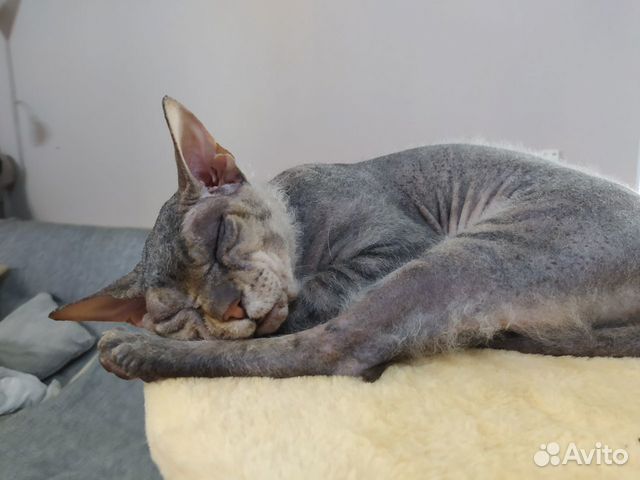 Донской сфинкс в добрые руки