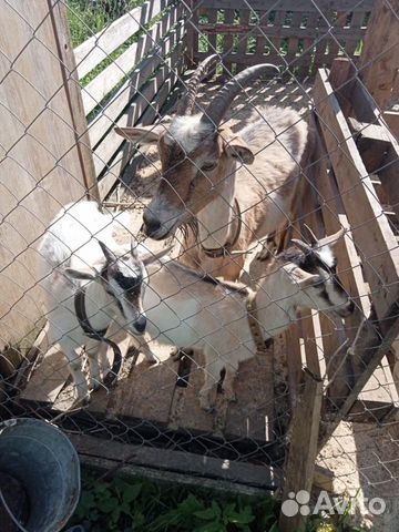 Коза и два козленка