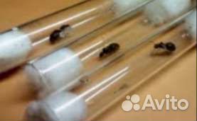 Муравьи lasius niger