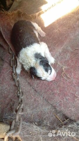 Бронь щенков дворняг