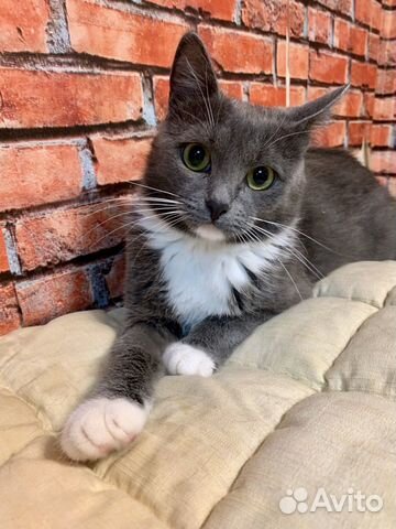 Кошечка Бусинка 1,5 года ищет дом