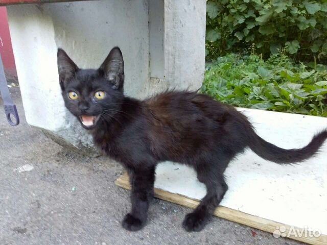Котенок шустрик
