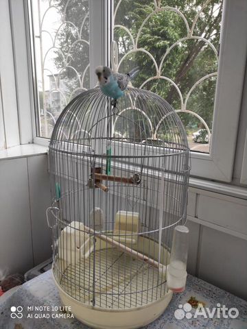 Попугай Роман Геннадиевич ищет дом