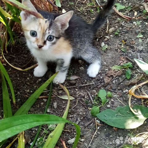 Котята в добрые руки, кошечки, кушают все, к лотку