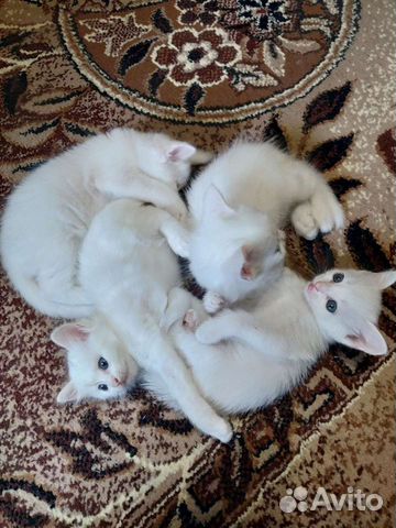 Котята в добрые руки
