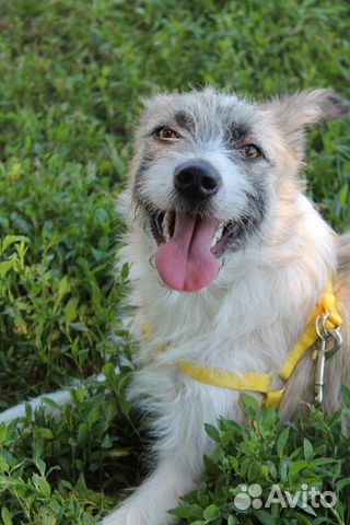 Айса, молодая дворянка в добрые руки