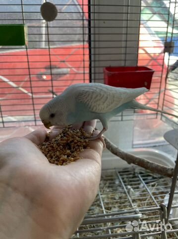 Волнистый попугай, девочка