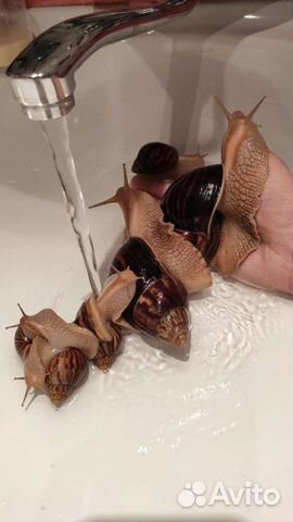 Улитки Ахатины