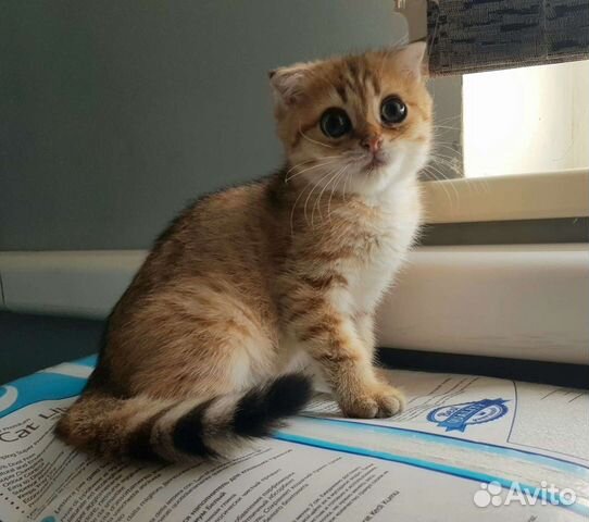 Золотой пятнистый котик