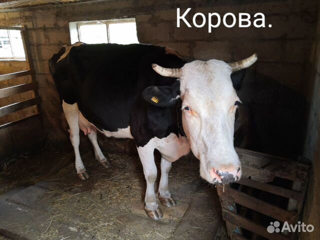 Продаётся корова, тёлка и бычок