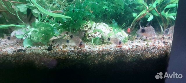 Сомики "Панда"