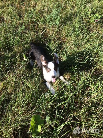 Подрощенная сука вельш-корги