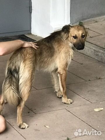 Молодой кабель щенок около года