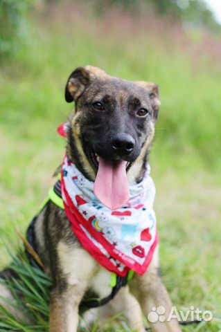 Пёс-подросток Добби ищет дом