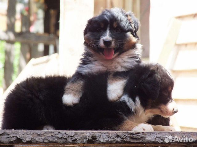 Щенки аусси