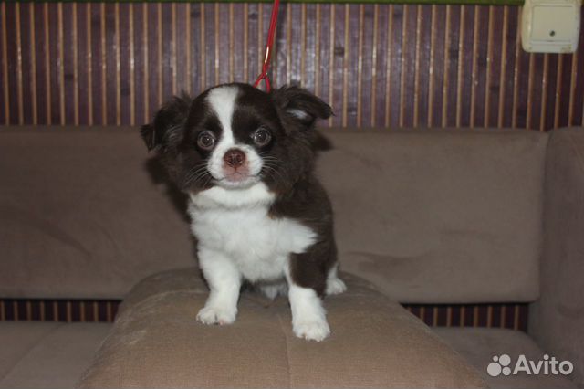 Щенок Чихуахуа дш