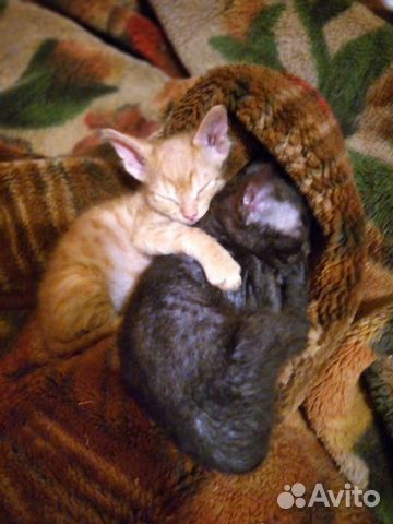 Продаются котята браш