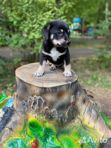 Щенок мальчик от небольшой собаки