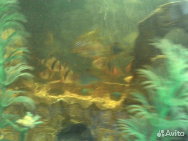 Аквариумные рыбки