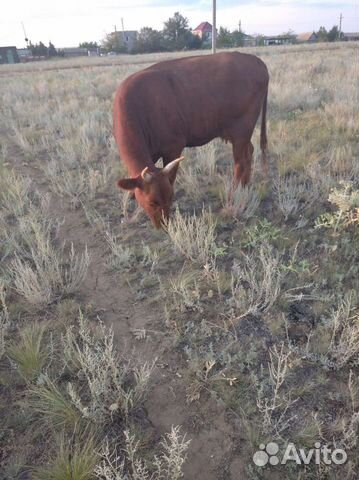 Коровы Калмыцкой породы