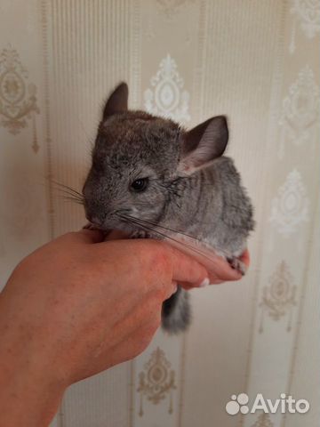 Шиншилла девочка