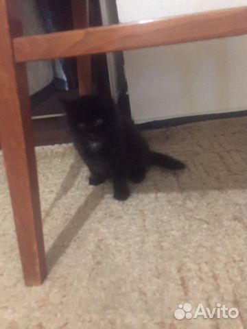 Маленький котенок ищет дом