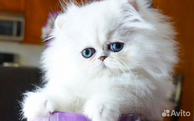 Пушистые котята серебристой шиншиллы