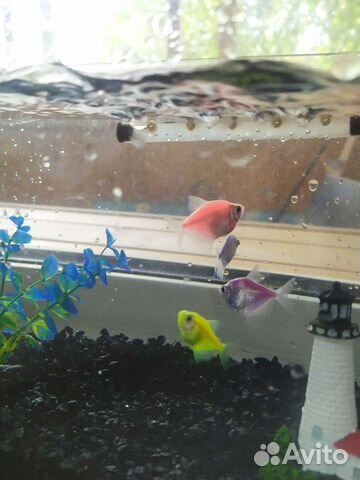 Рыбки Карамельки со всем оборудованием