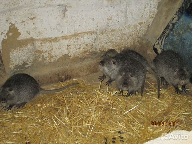 Семья нутрий