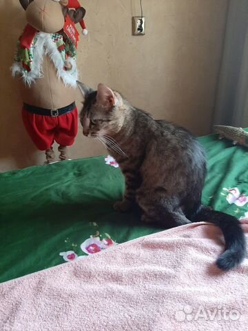 Отдам изящную кошечкув добрые руки