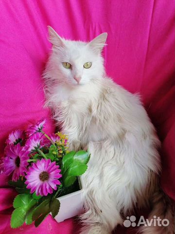 Кошка Сабрина