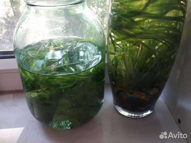 Растения для аквариума, прополка