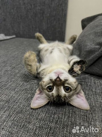 Котенок девочка 2,5 мес