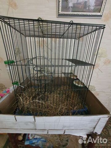 Белки дегу и клетка