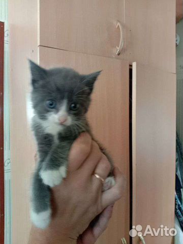 Котёнок