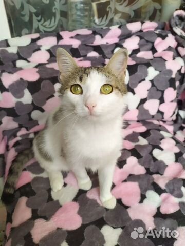 Кошечка Жасмин