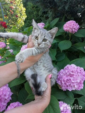 Котенок необычного серебристого окраса в поисках с