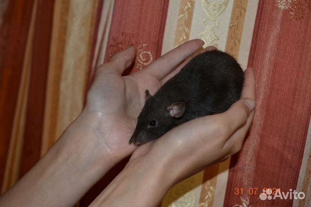Крысята крысенок мальчик чёрный дамбо