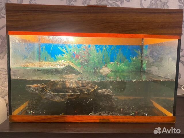 Красноухая черепаха с аквариумом