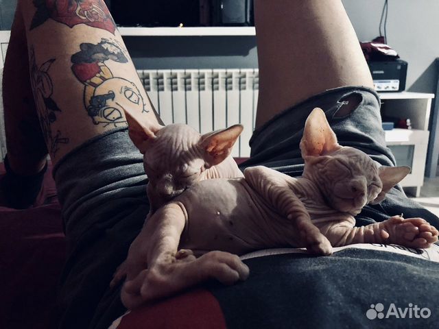 Канадский сфинкс котенок