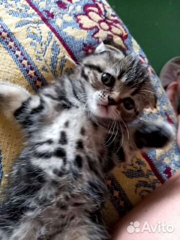 Шотландская булочка