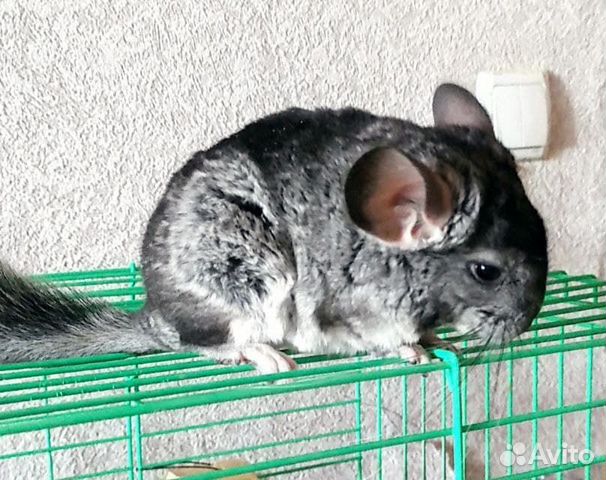 Шиншилла