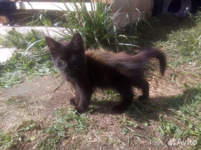 Котенок в добрые руки