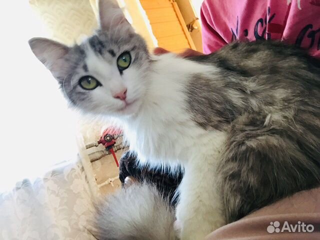 Продаю кошку и 2 котенка