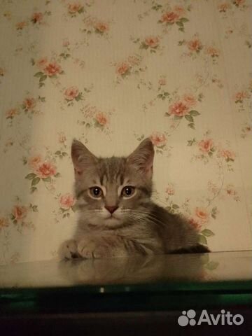 Серенький тигренок в добрые руки