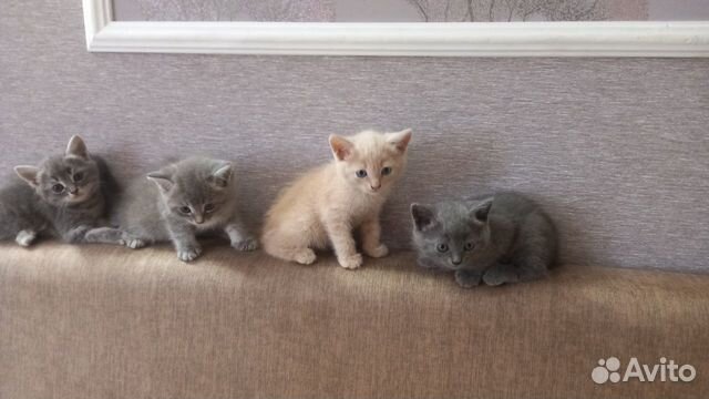 Отдам в добрые руки котят