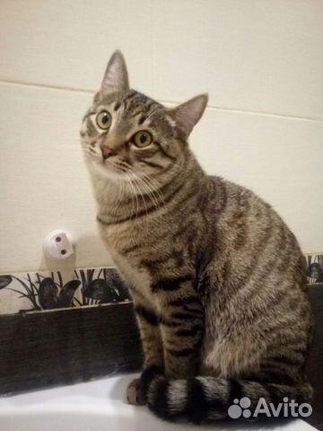 Вязка кот кельт (Европейская короткошёрстная)